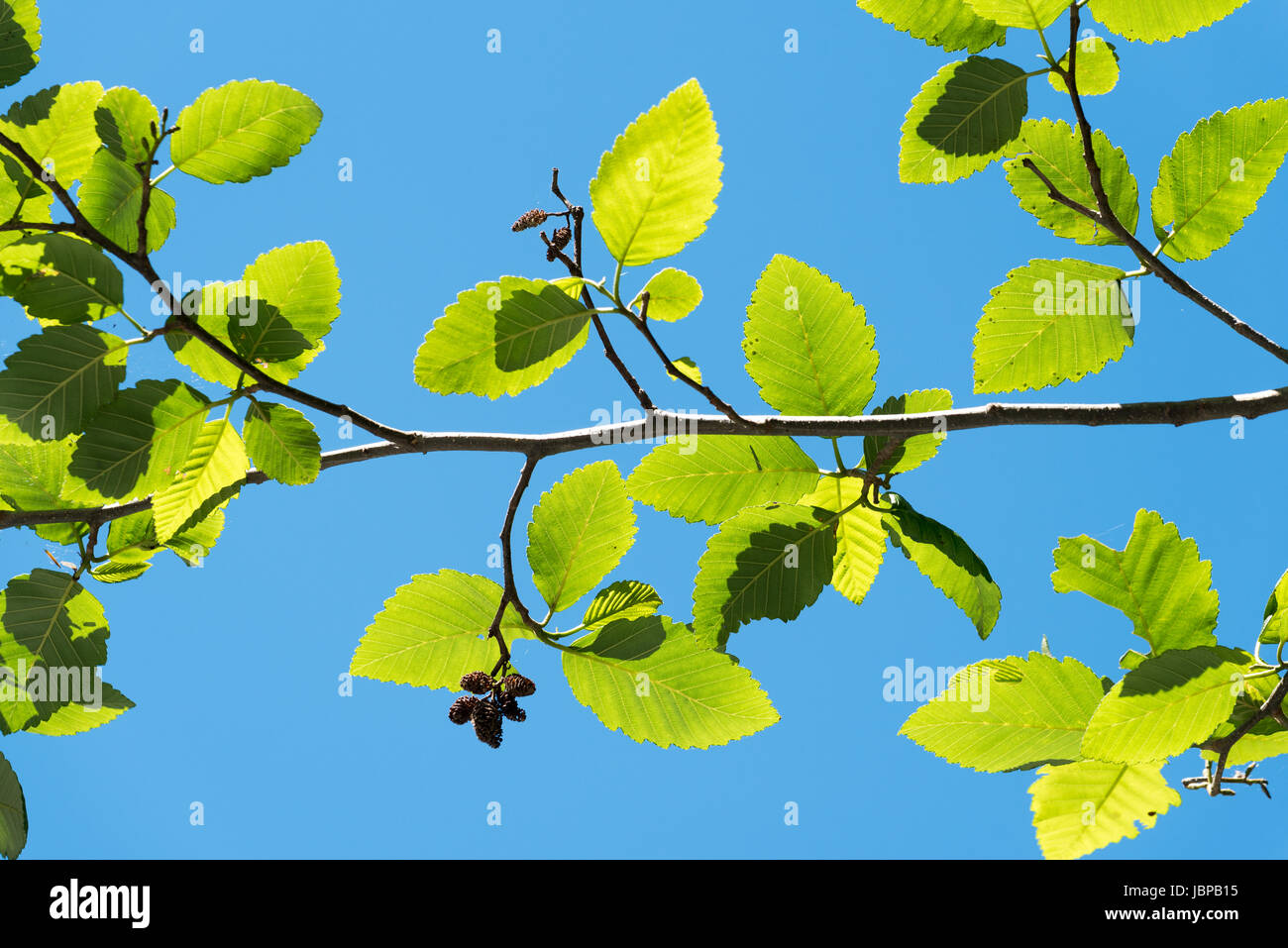 Alder tree blue sky hi-res stock photography and images - Alamy