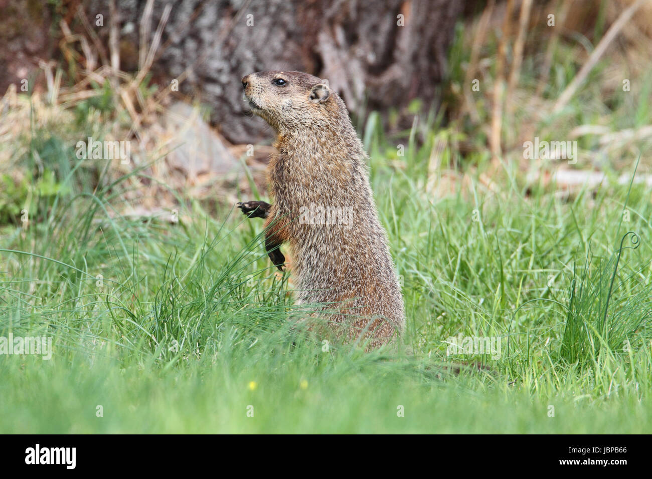 Groundhog (Marmota monax) also known as a Woodchuck in a field Stock ...
