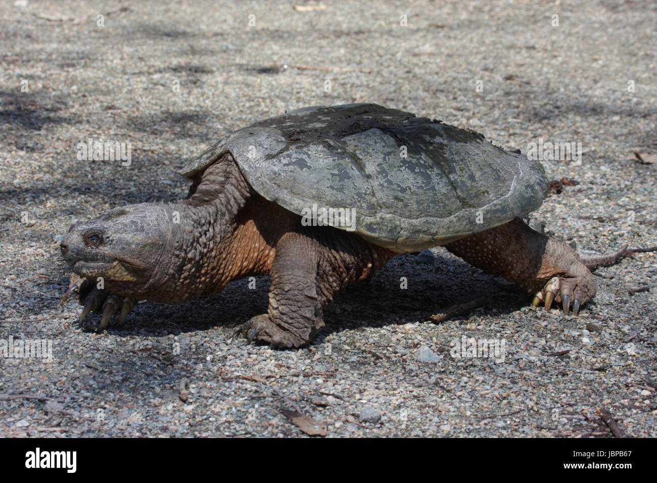 Common Snapping Turtle (Chelydra serpentina) in early spring Stock ...