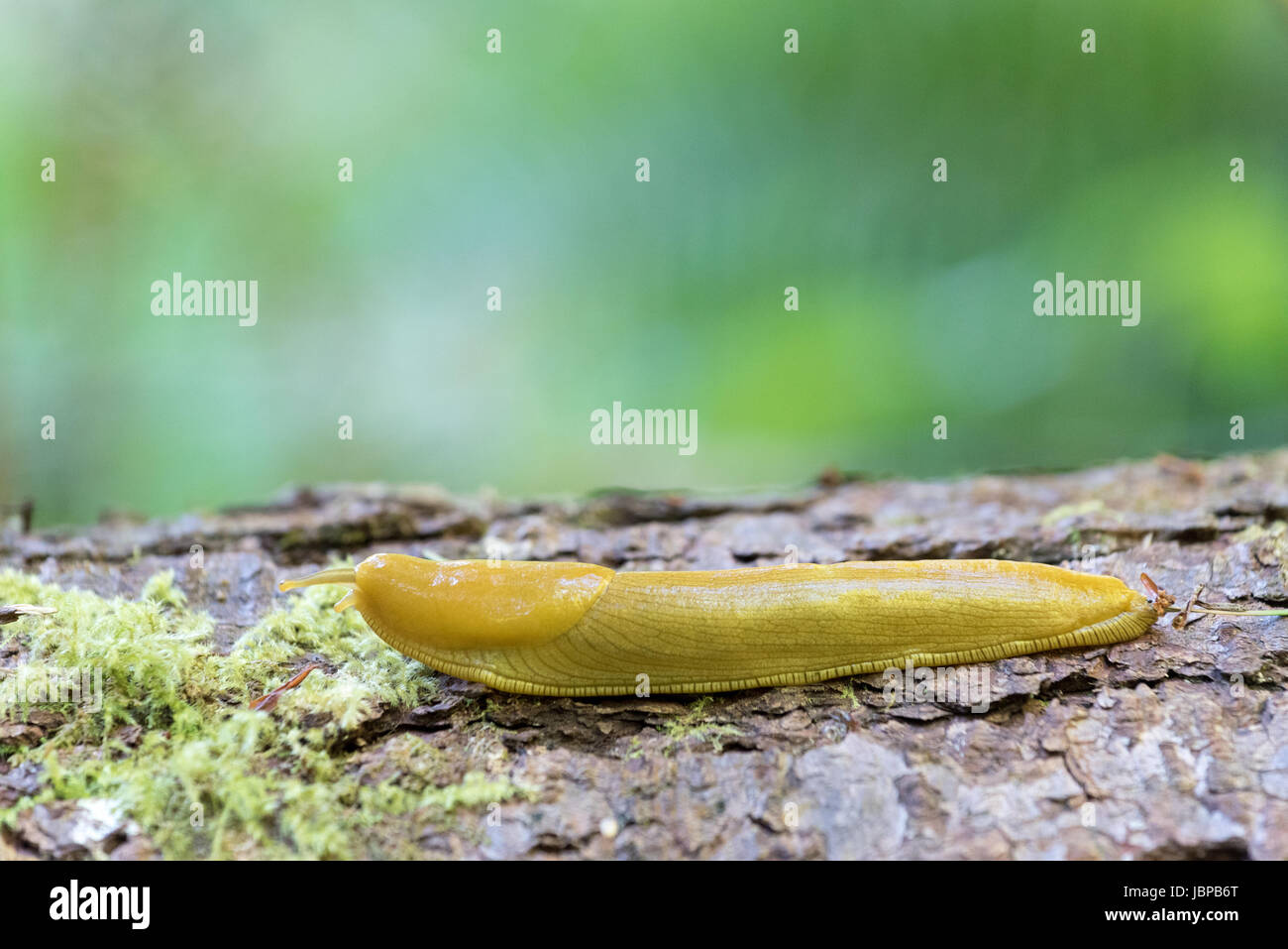 Slug on a log in Redwood National Park, California Stock Photo - Alamy