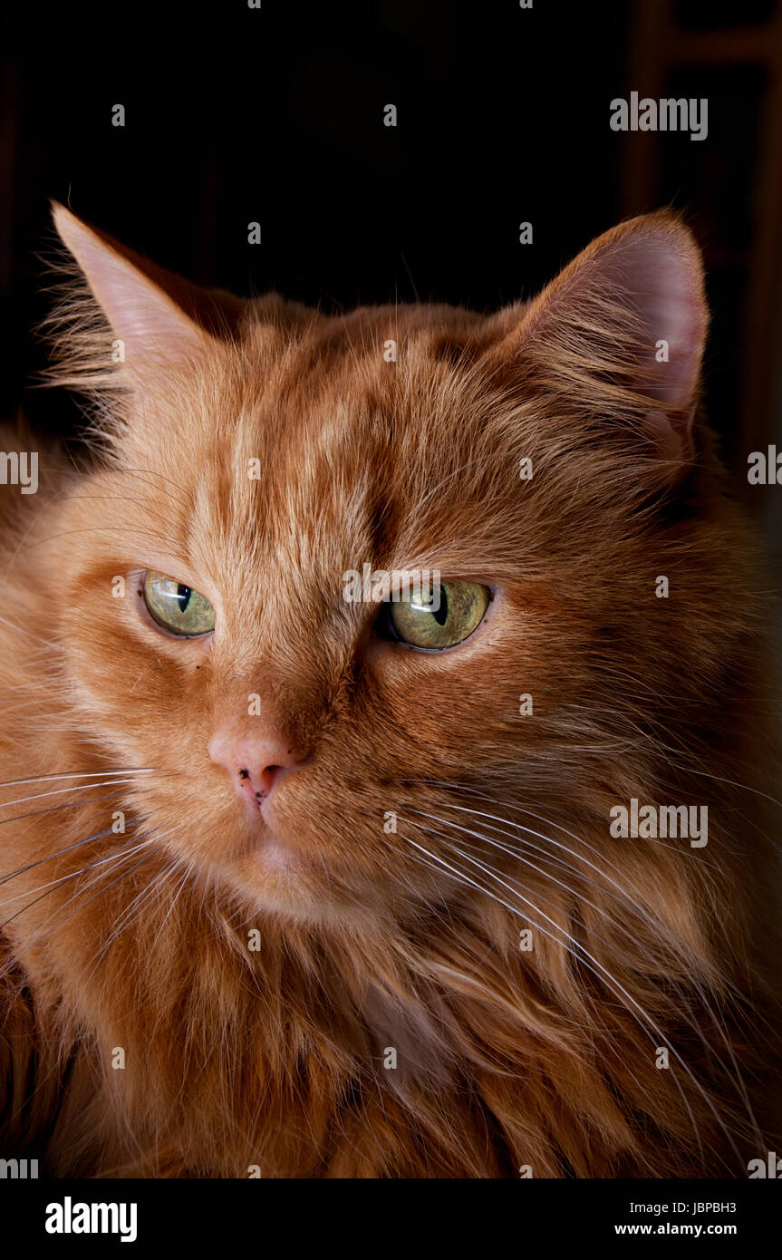 eye level portrait of a large long hair ginger cat looking slightly to ...