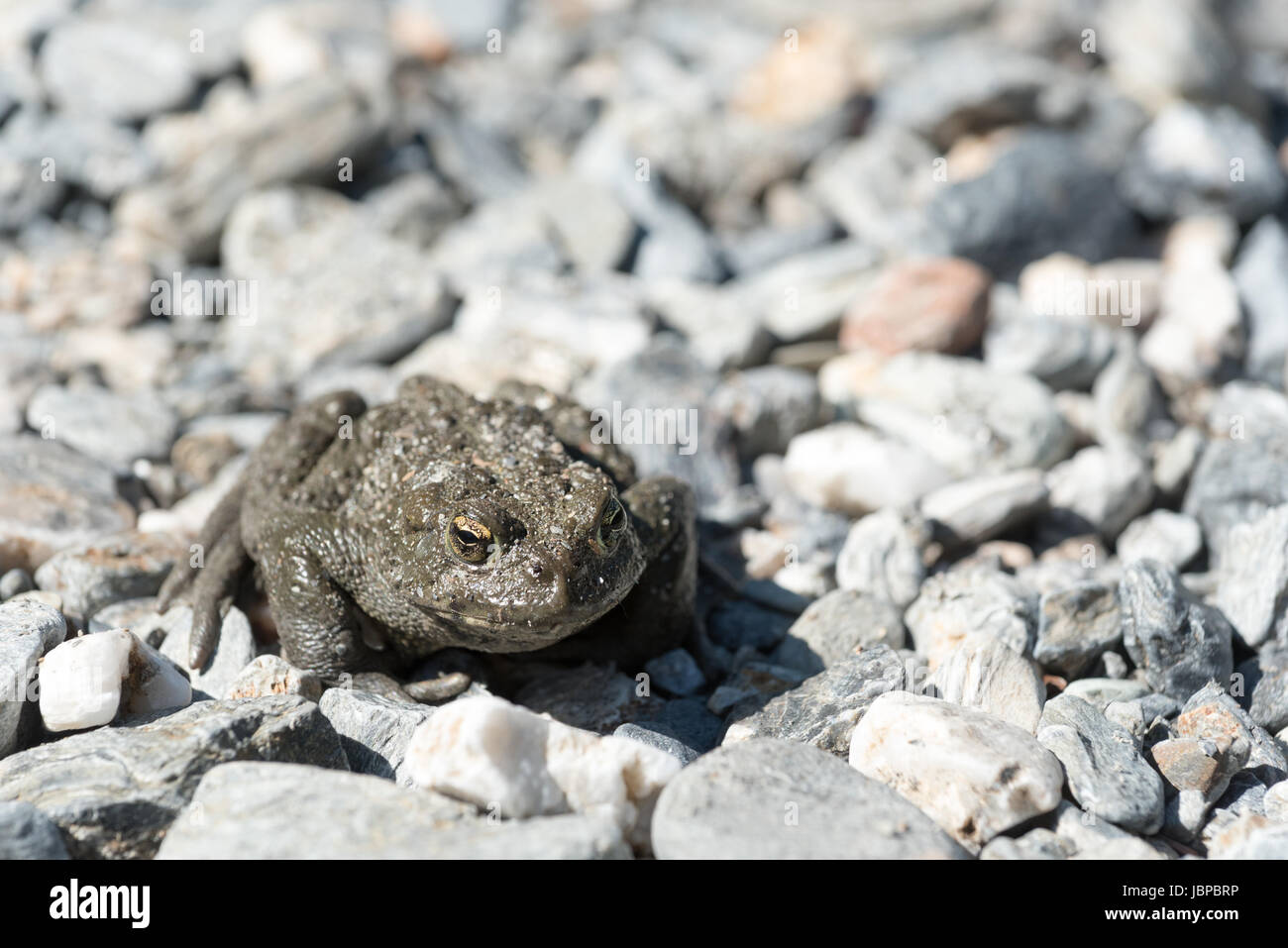 Toad on a gravel bar along Redwood Creek in Redwood National Park ...