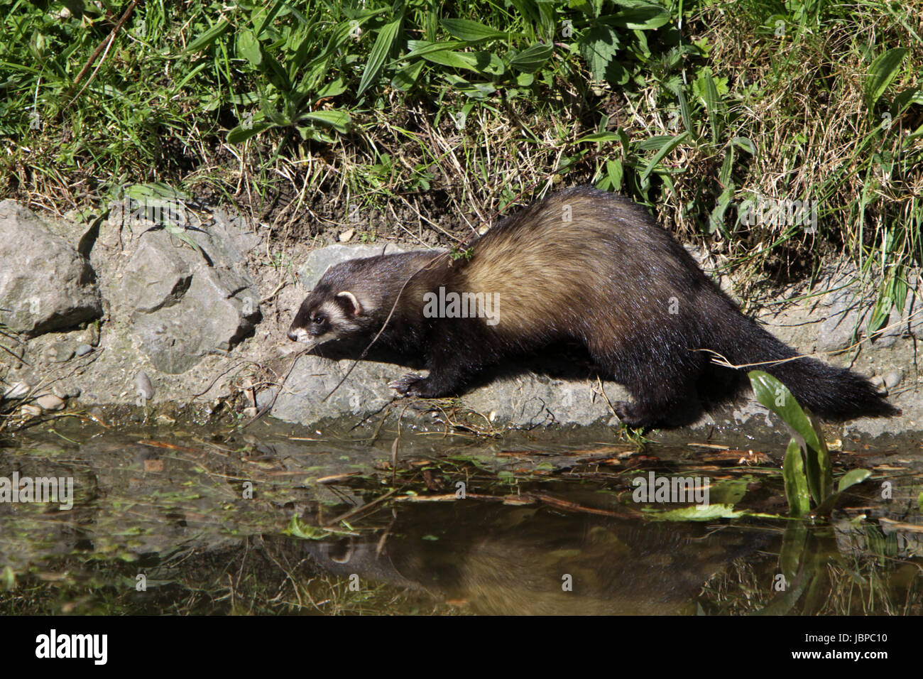 Iltis High Resolution Stock Photography and Images - Alamy