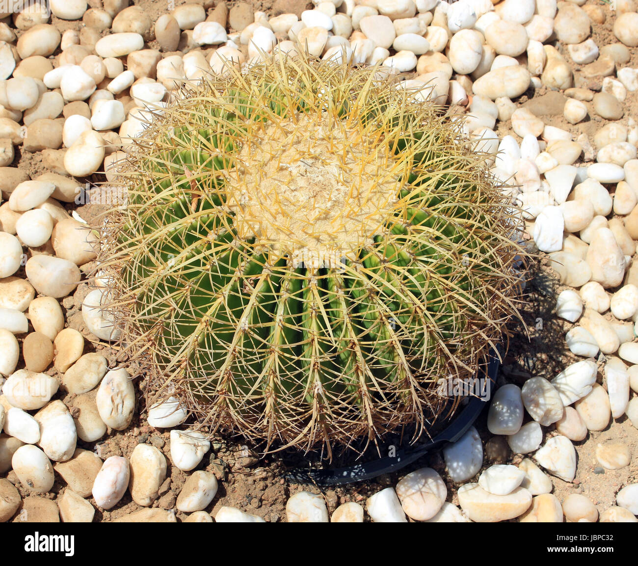Globe shaped cactus hi-res stock photography and images - Alamy