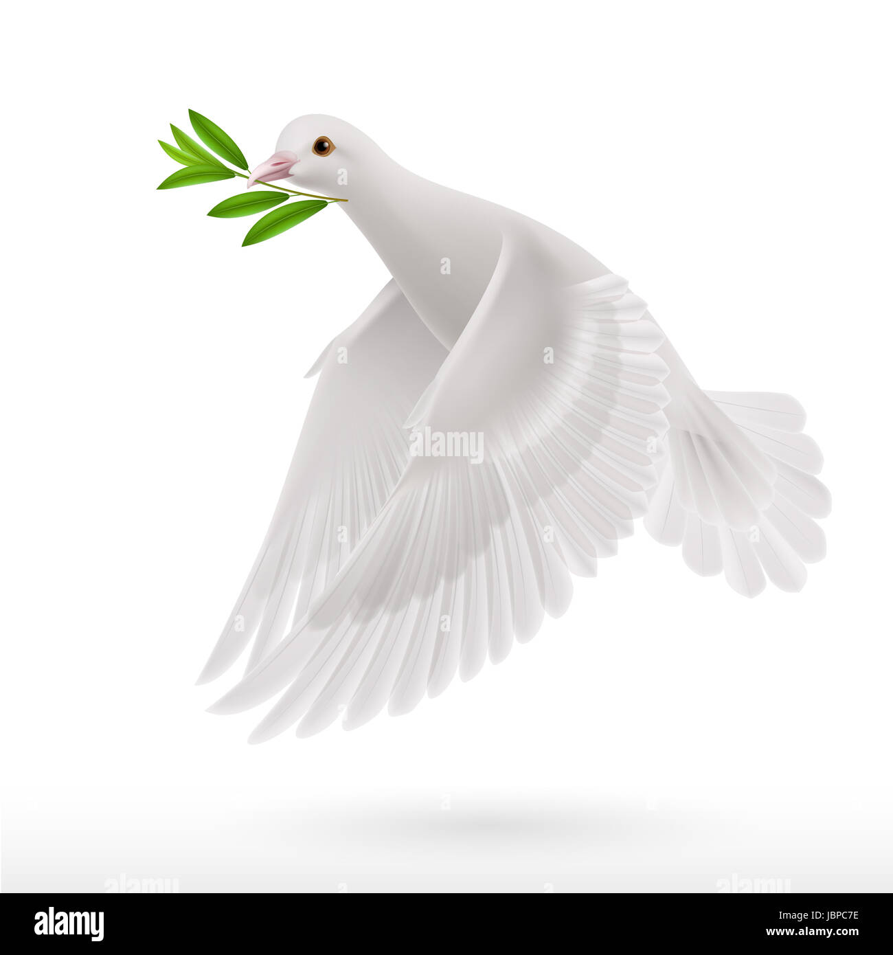 Dove of peace flying with a green twig after flood on white background ...