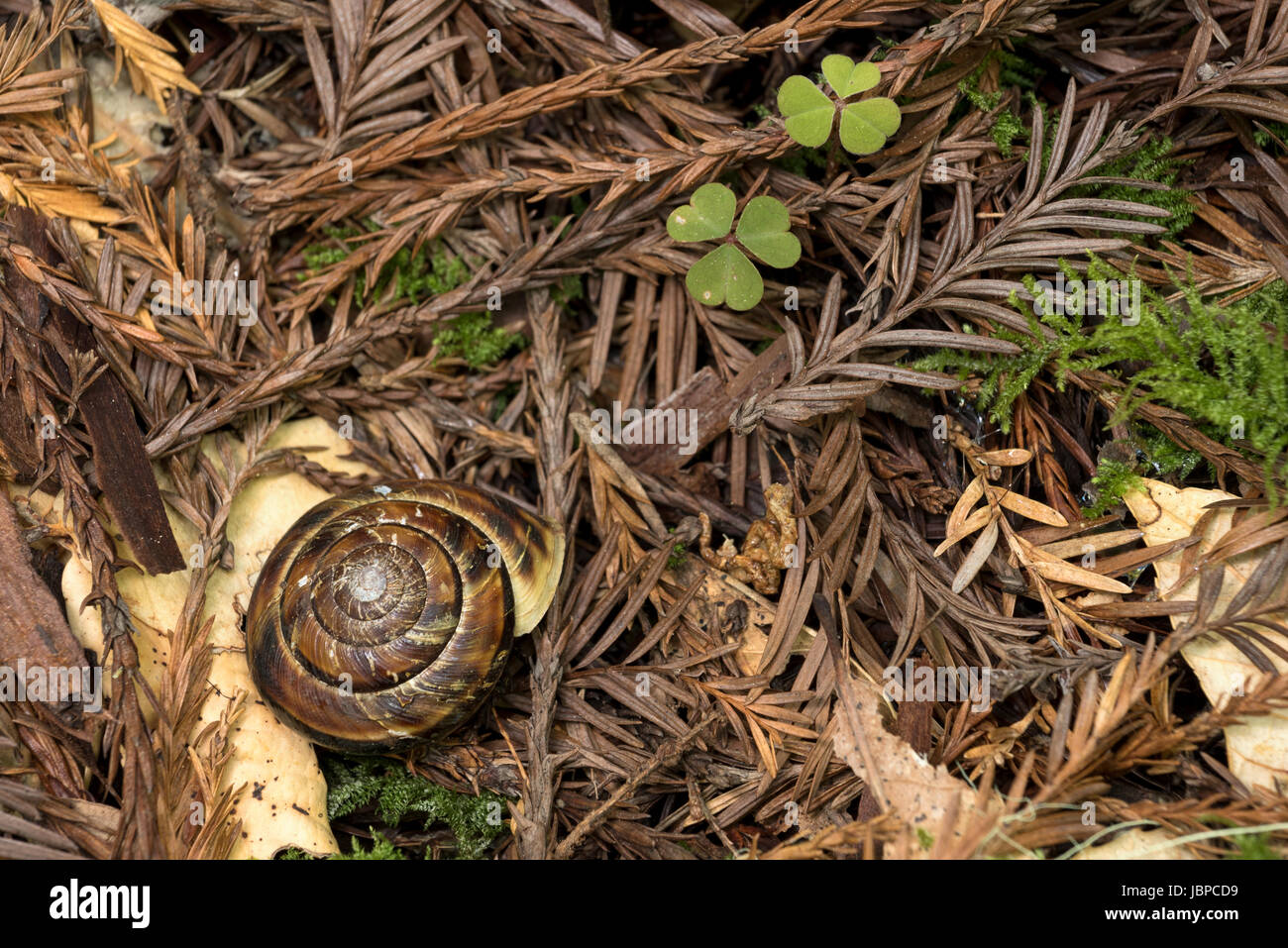 Land snail on the floor of a redwood forest in Redwood National Park ...