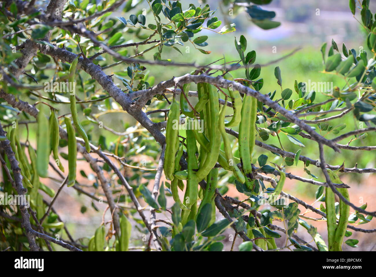 baobab tree - spain Stock Photo - Alamy