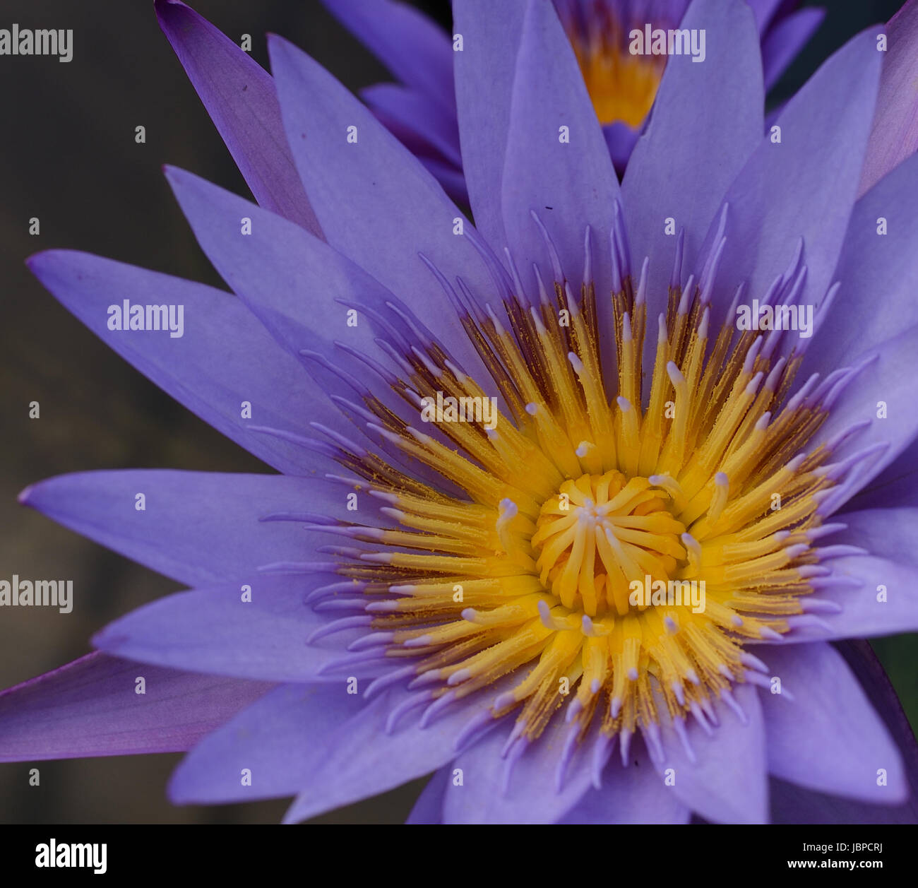 Lotus flavor hi-res stock photography and images - Alamy