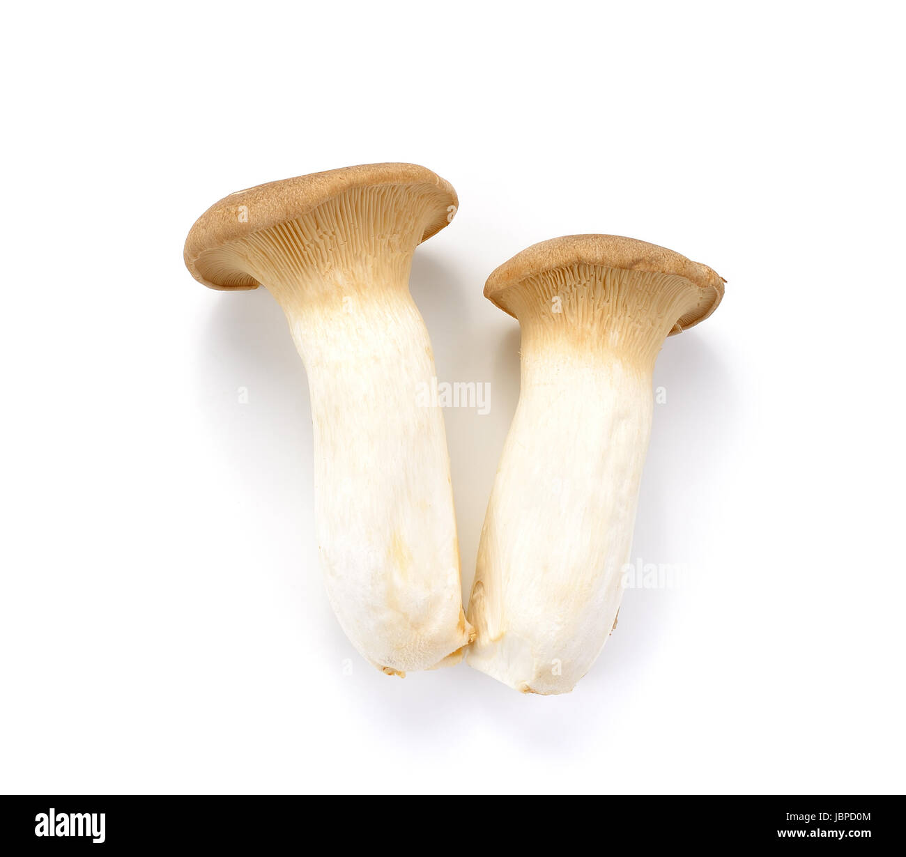 King oyster mushroom Pleurotus eryngii on white background Stock Photo ...