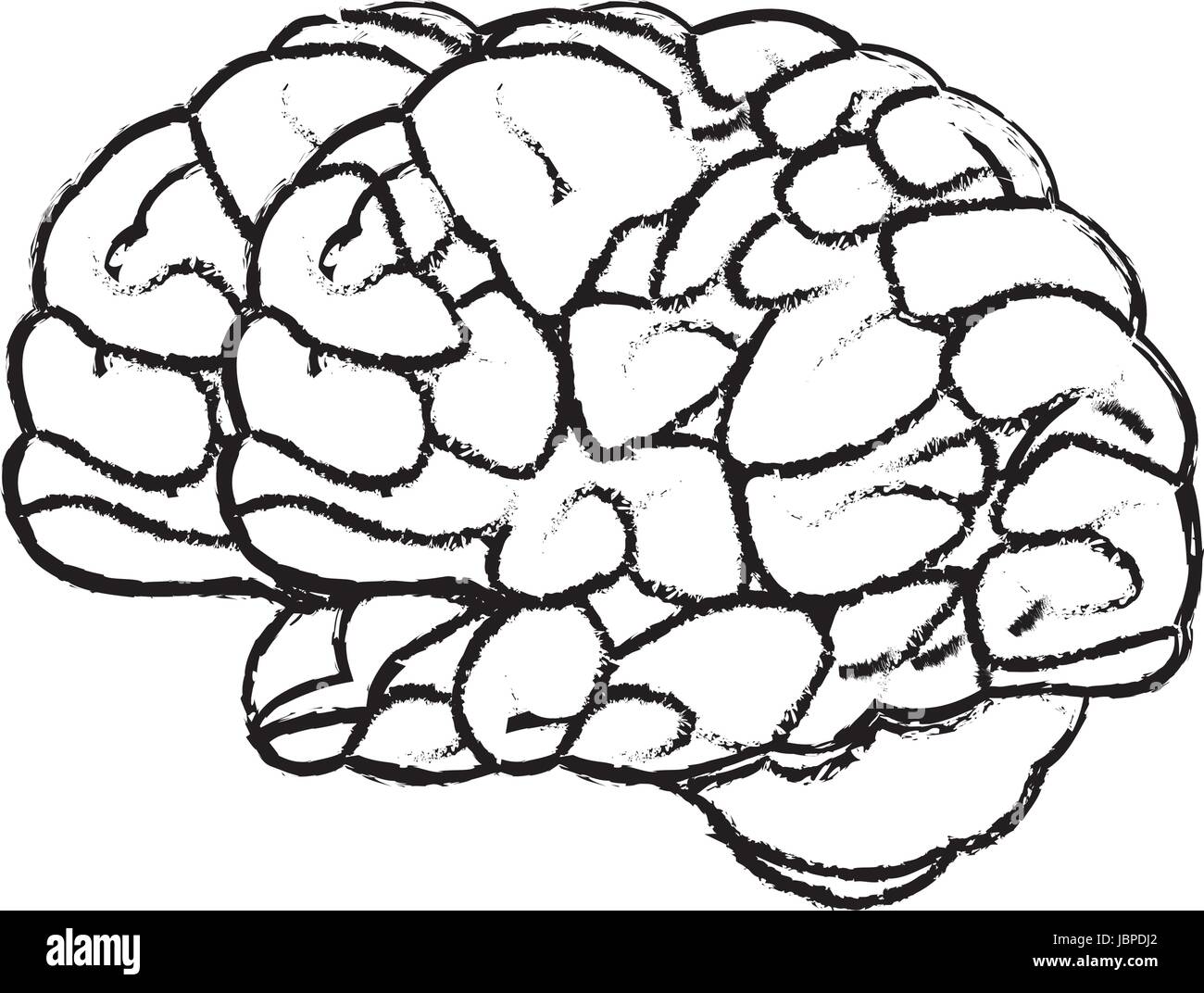 sketch brain human organ mind icon Stock Vector Image & Art - Alamy