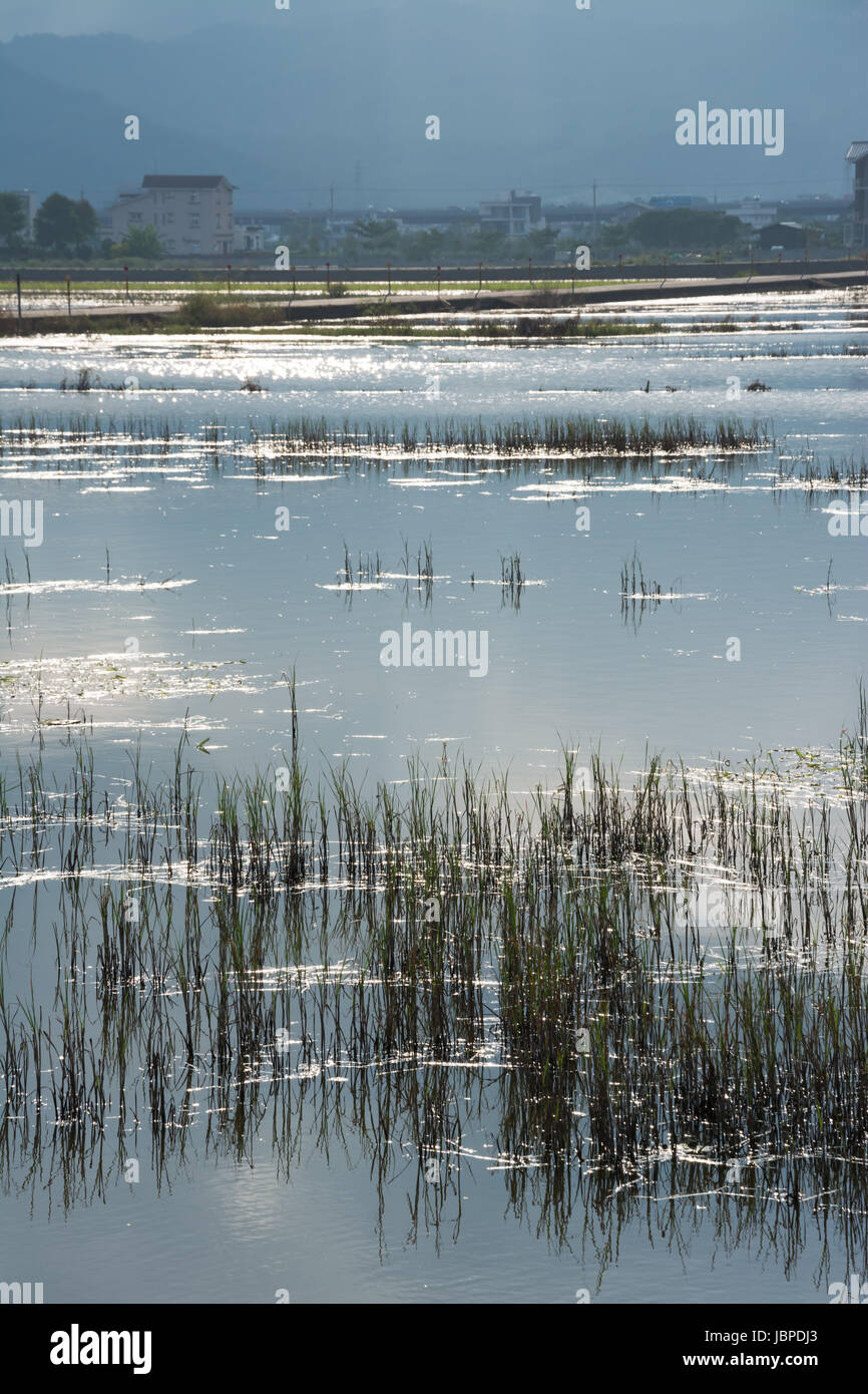 Landscape with a swamp, shot at Yilan county, Taiwan, Asia Stock Photo ...