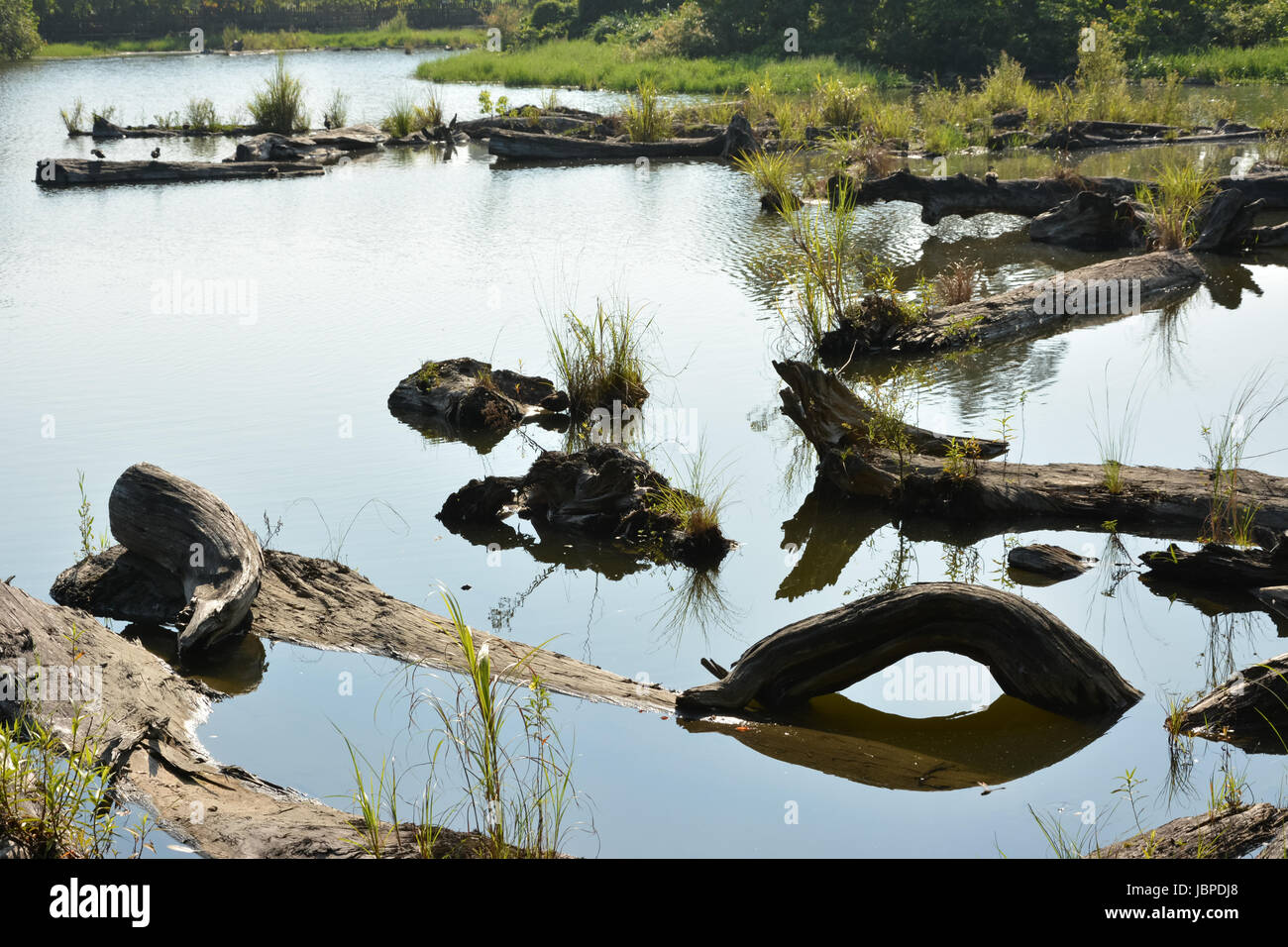 Log pond, shot at Luodong Forestry Culture Garden, Yilan county Stock ...
