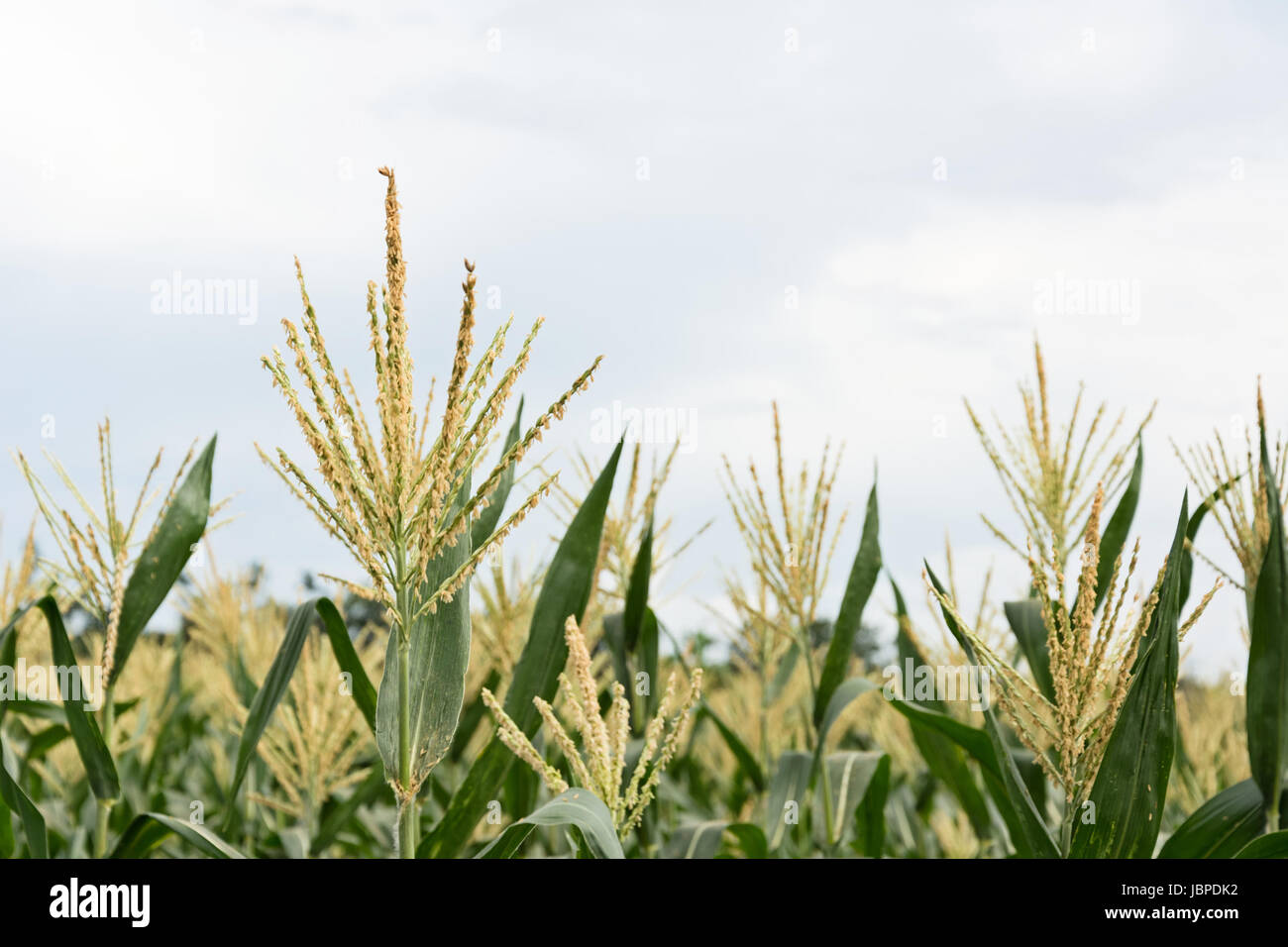 Corn maize farm against blue sky Stock Photo - Alamy