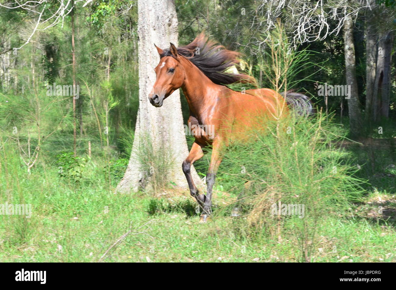 Rasi hi-res stock photography and images - Alamy