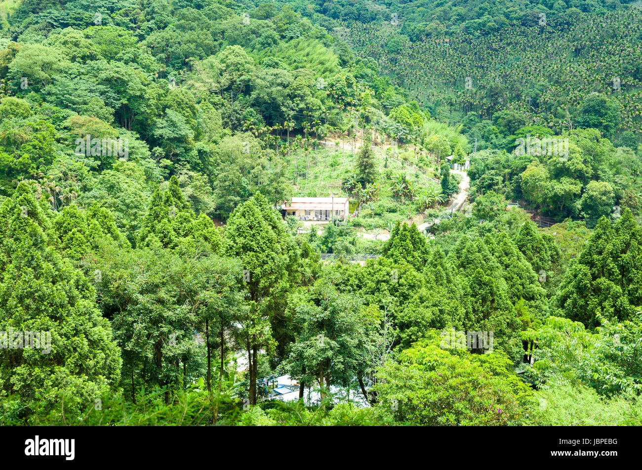 Forest from top view Stock Photo - Alamy
