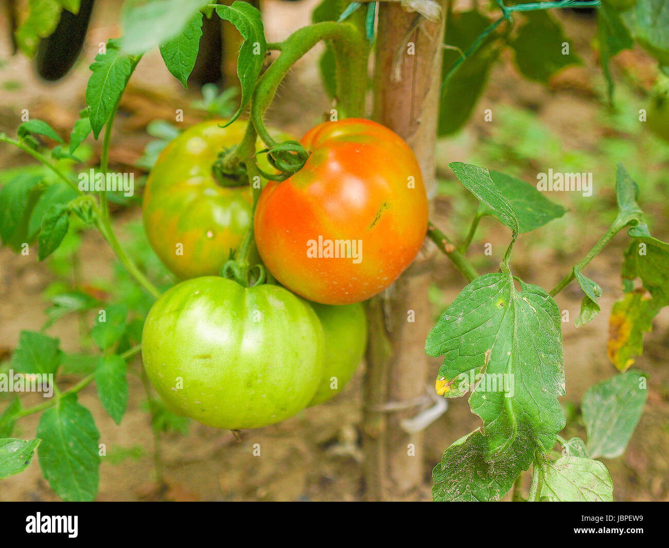 A single red tomato among many green tomatoes Stock Photo - Alamy
