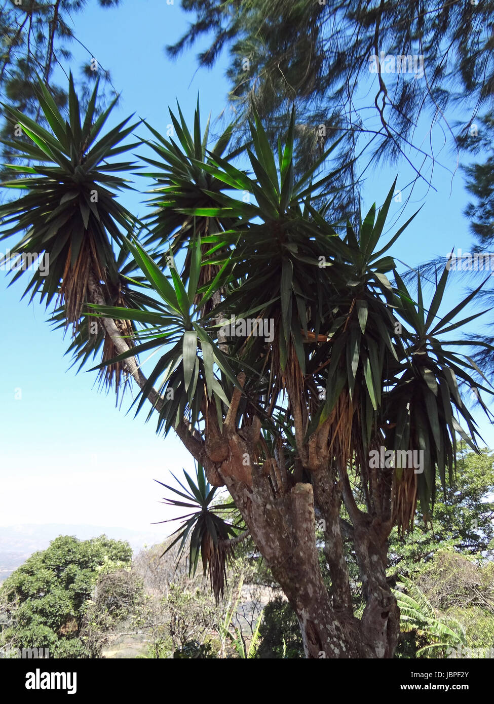 summer in green paradise country costa rica Stock Photo - Alamy
