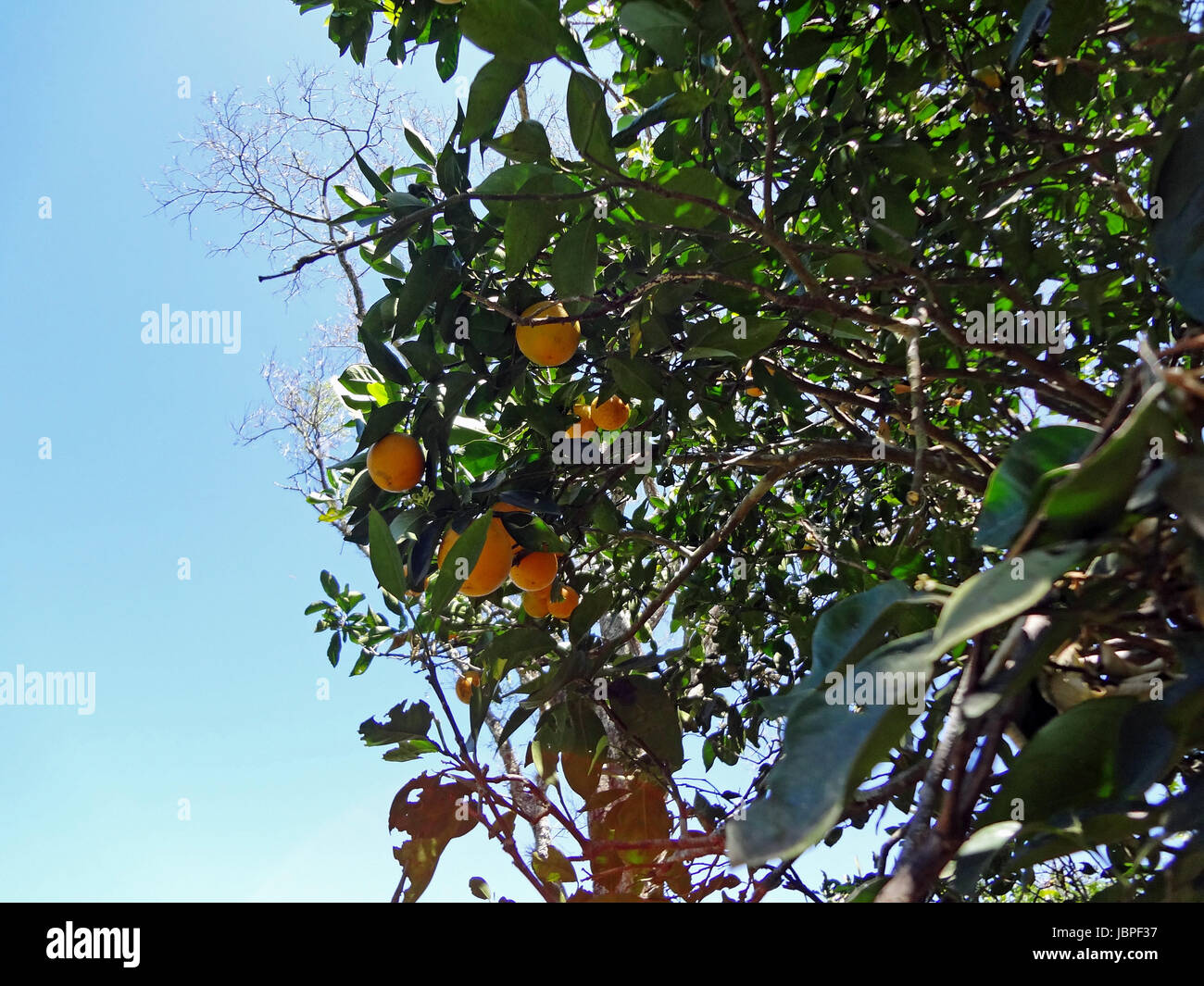 summer in green paradise country costa rica Stock Photo - Alamy