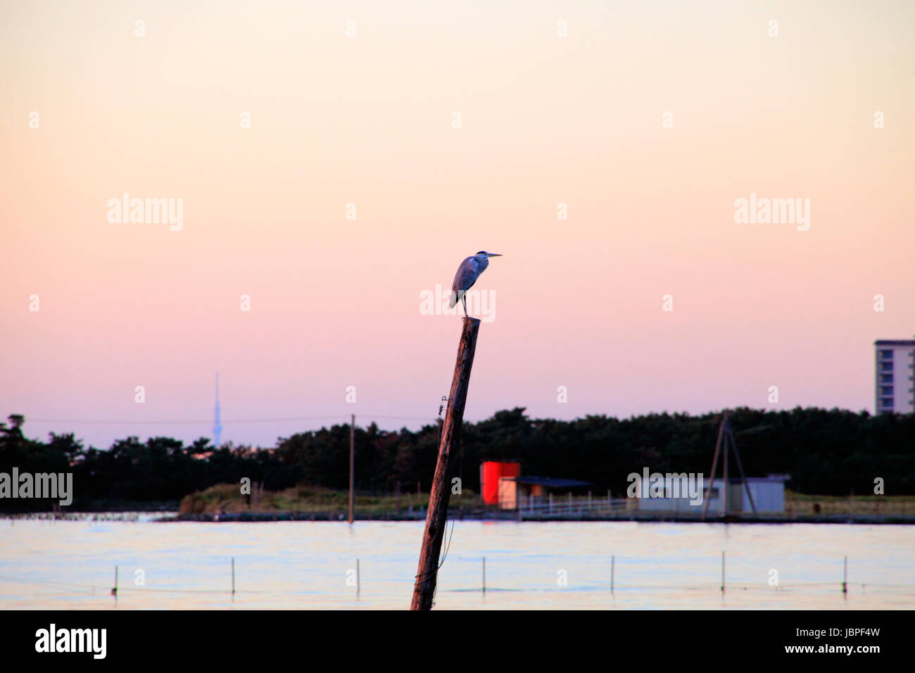 A Bird on a Column at Seaside of Tokyo Bay after Sunset Scene View from ...