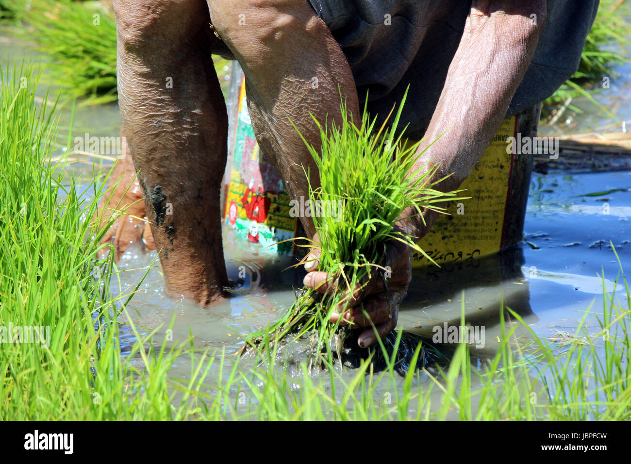 Anantnag, India. 11th June, 2017. Farmers replant rice saplings in a ...