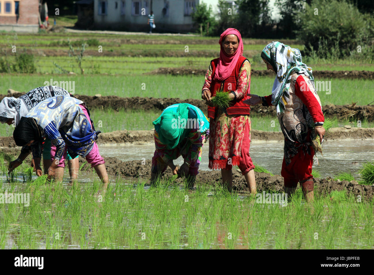 Kashmiri women farmers plant rice saplings in a paddy field during the ...