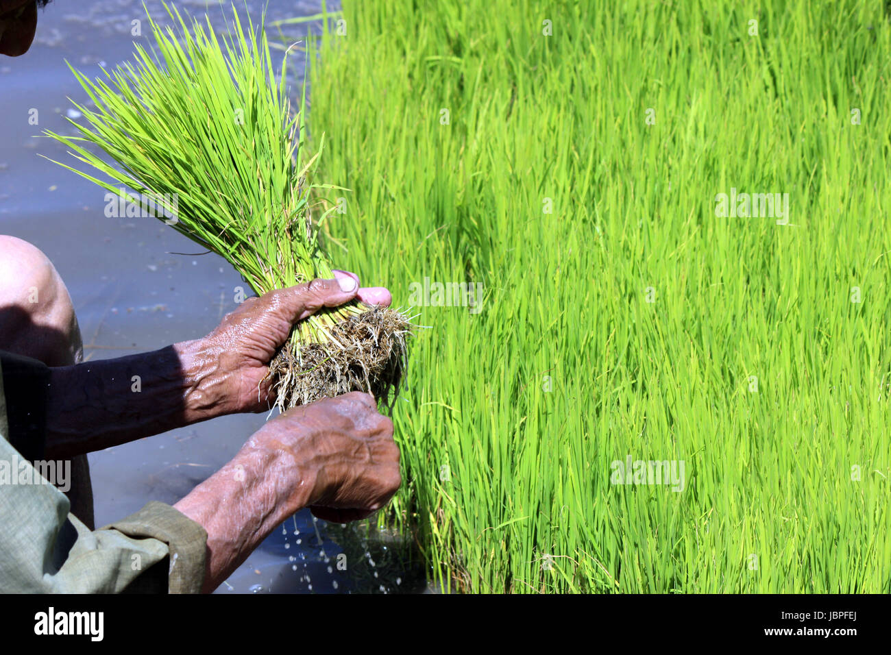 Anantnag, India. 11th June, 2017. Farmers replant rice saplings in a ...