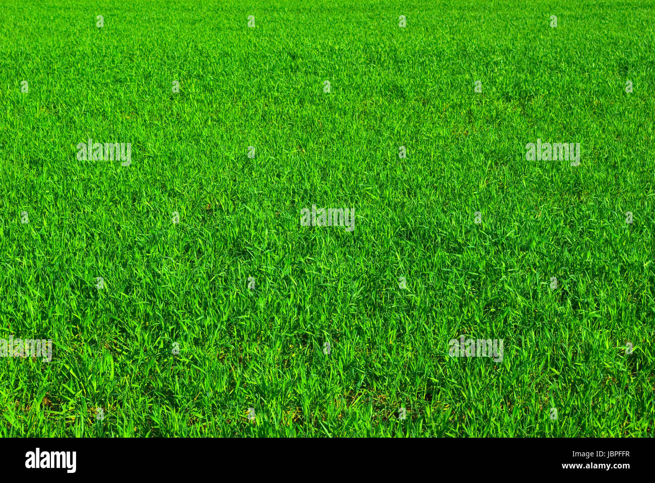 Beautiful green lawn freshly mowed Stock Photo - Alamy