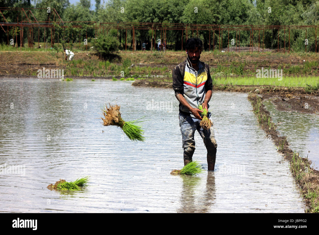 Paddy sapling replanting hi-res stock photography and images - Alamy