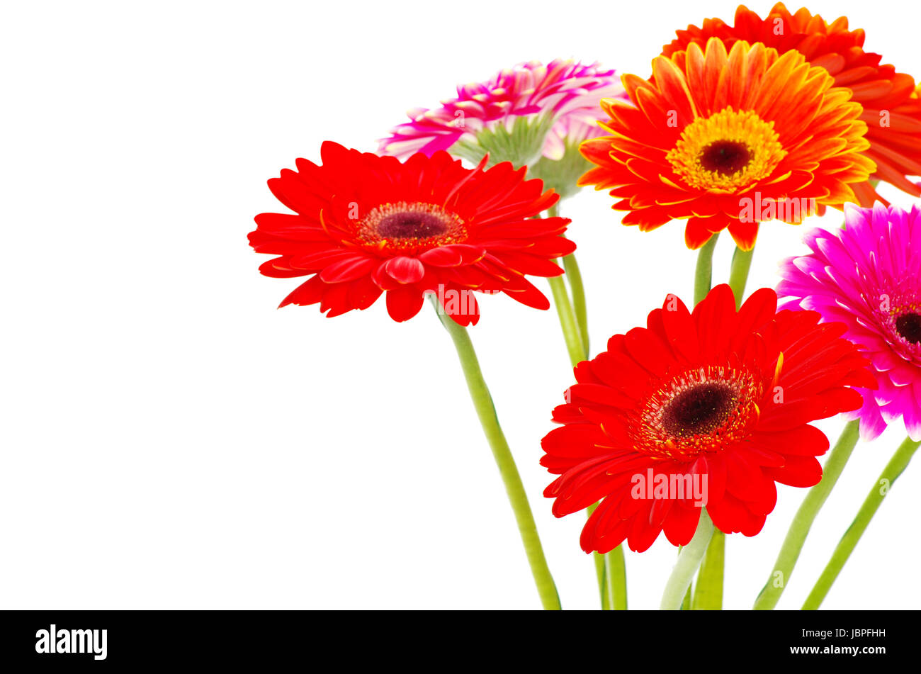 colorful gerberas on white background Stock Photo - Alamy