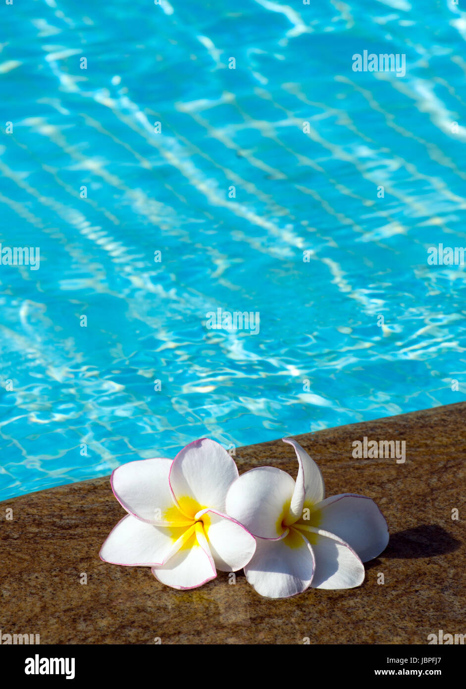 Tropical flower Plumeria on swimming pool Stock Photo - Alamy