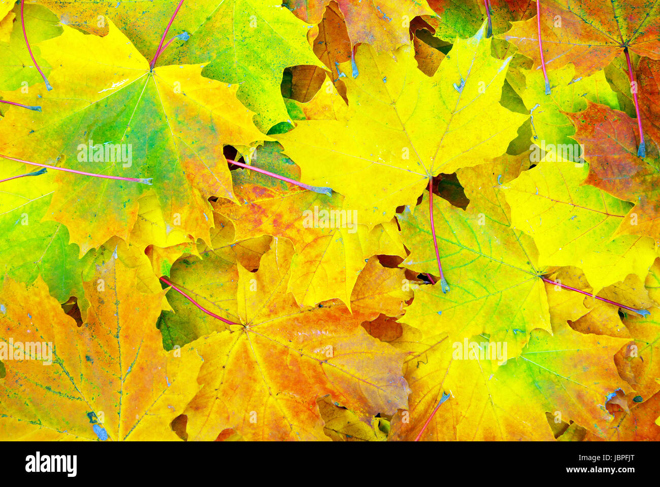 Texture of a maple leaf as background Stock Photo - Alamy