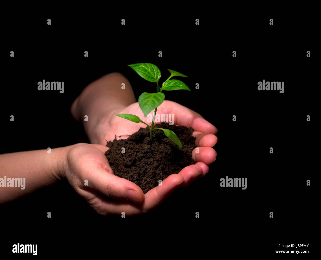 Hands holding sapling in soil Stock Photo - Alamy