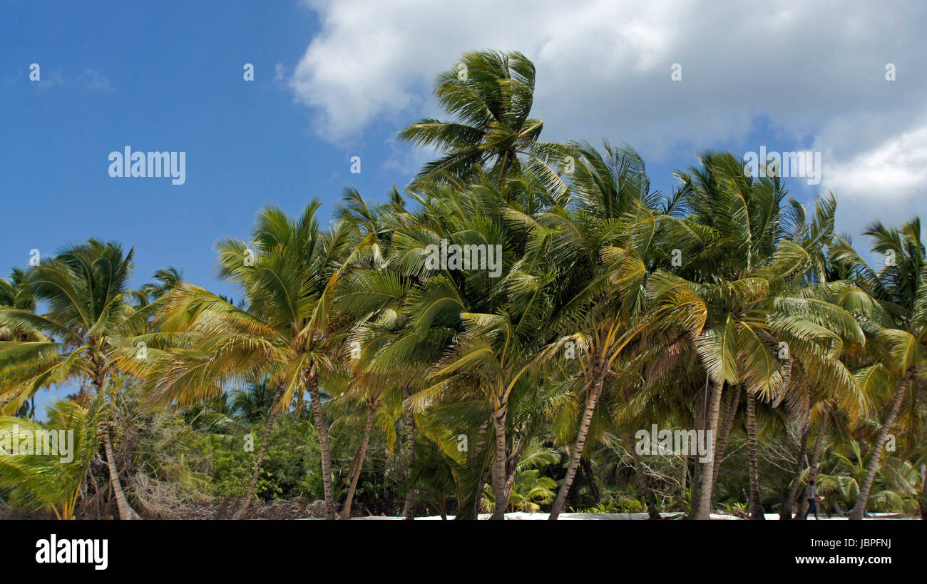 real caribbean paradise saona island Stock Photo - Alamy