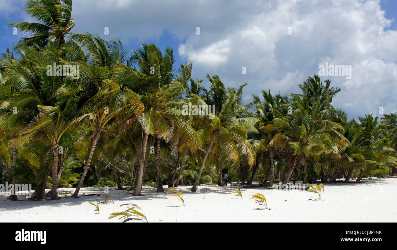 real caribbean paradise saona island Stock Photo - Alamy