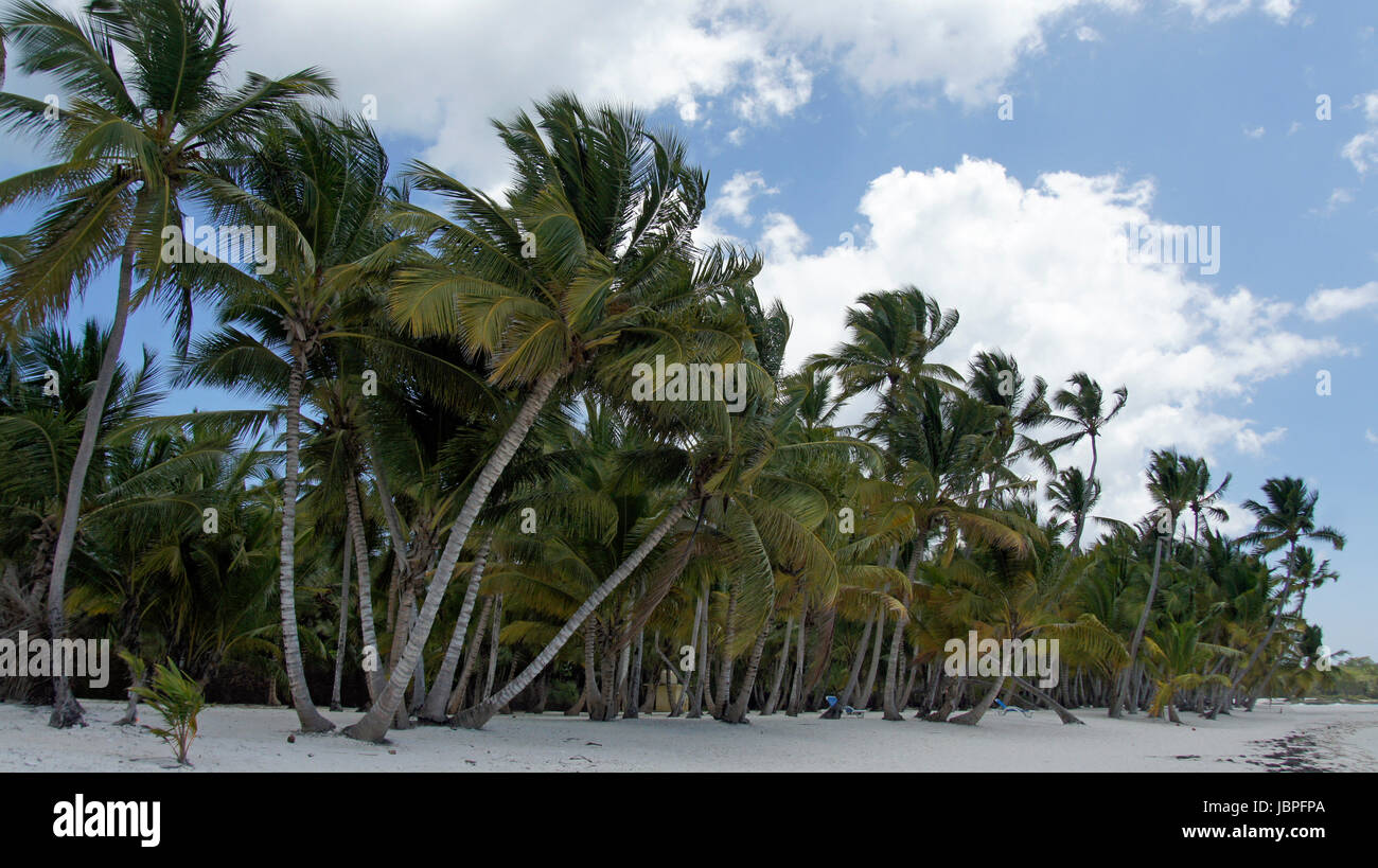 real caribbean paradise saona island Stock Photo - Alamy