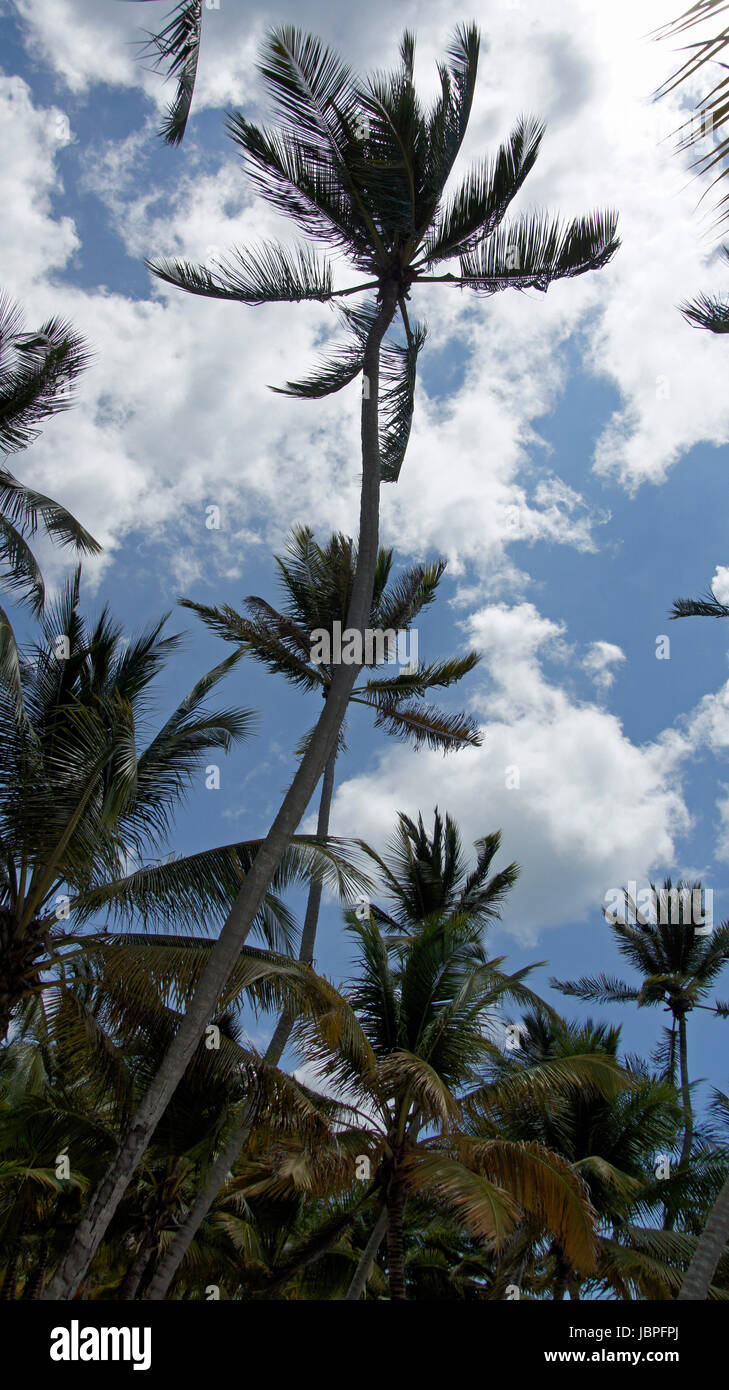 real caribbean paradise saona island Stock Photo - Alamy