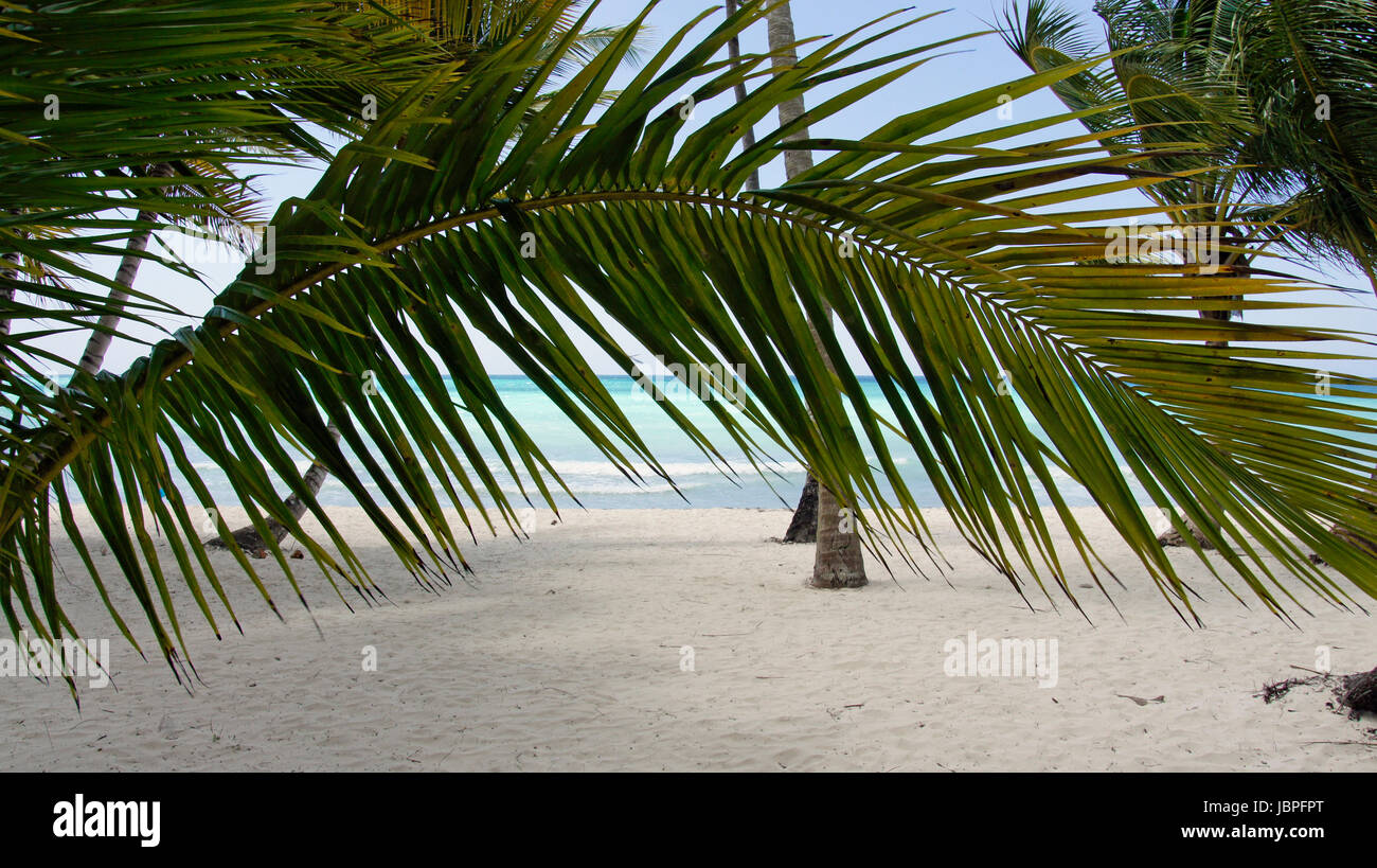 real caribbean paradise saona island Stock Photo - Alamy