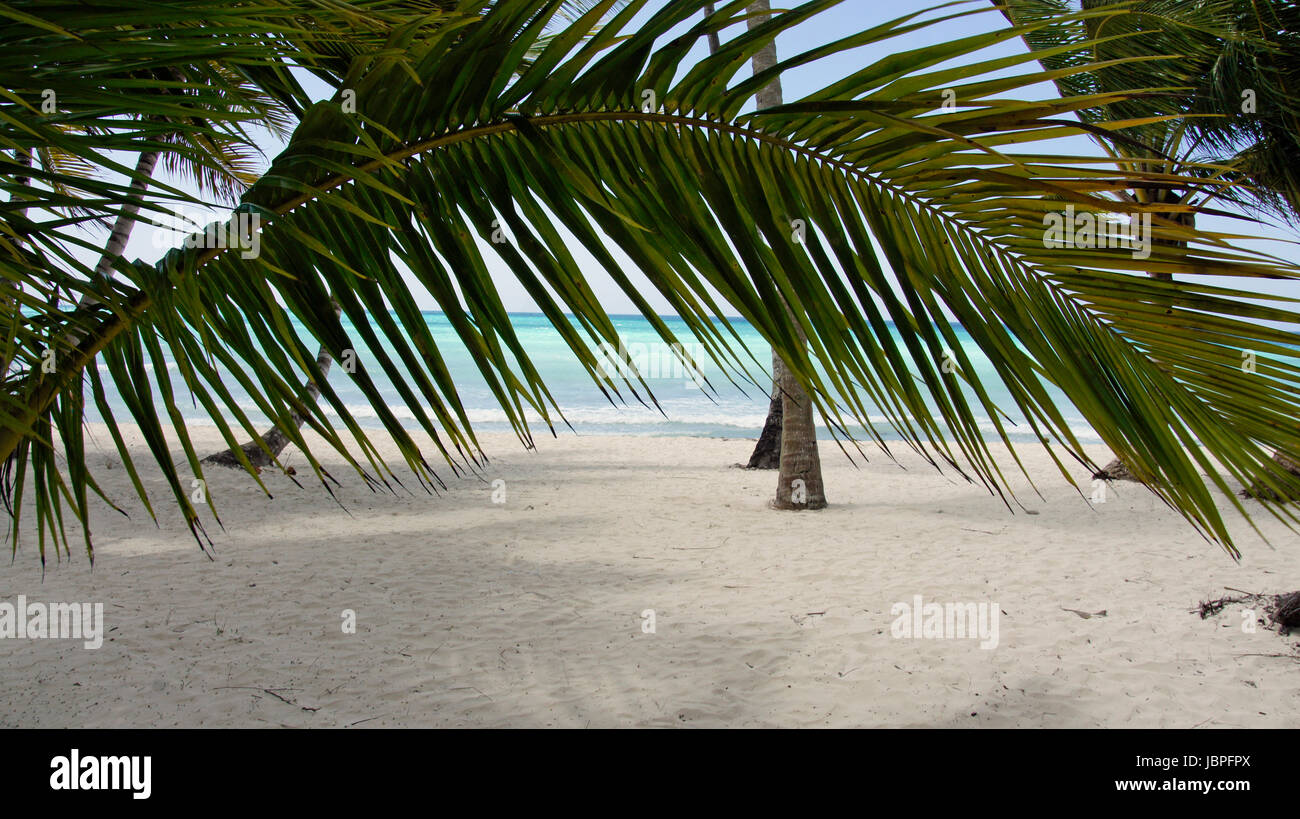 real caribbean paradise saona island Stock Photo - Alamy