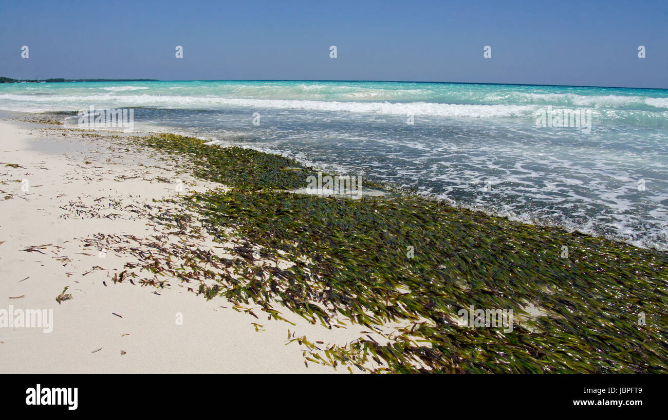 real caribbean paradise saona island Stock Photo - Alamy