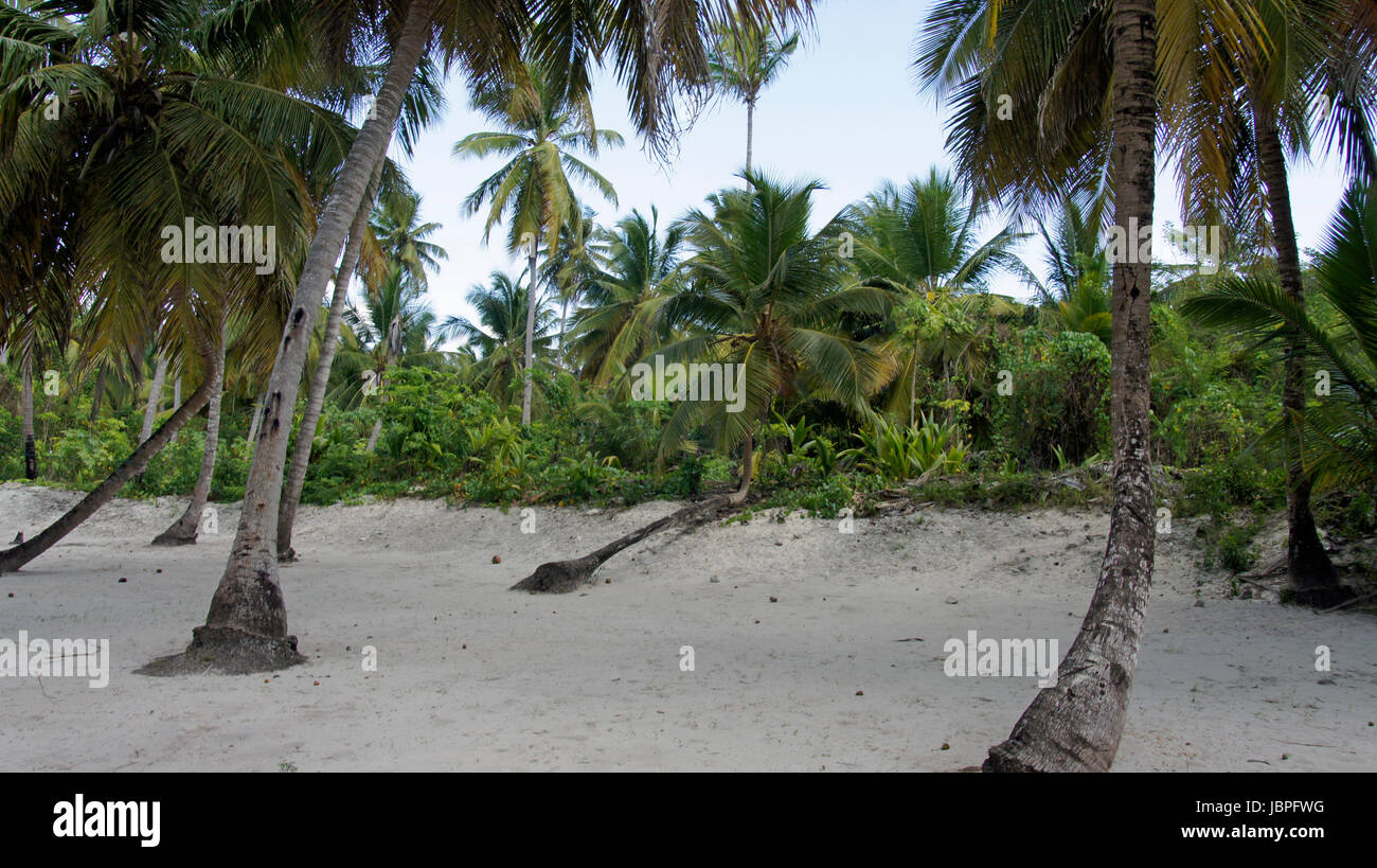 real caribbean paradise saona island Stock Photo - Alamy