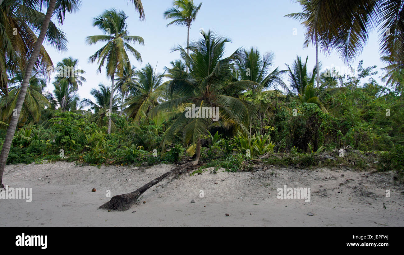 real caribbean paradise saona island Stock Photo - Alamy