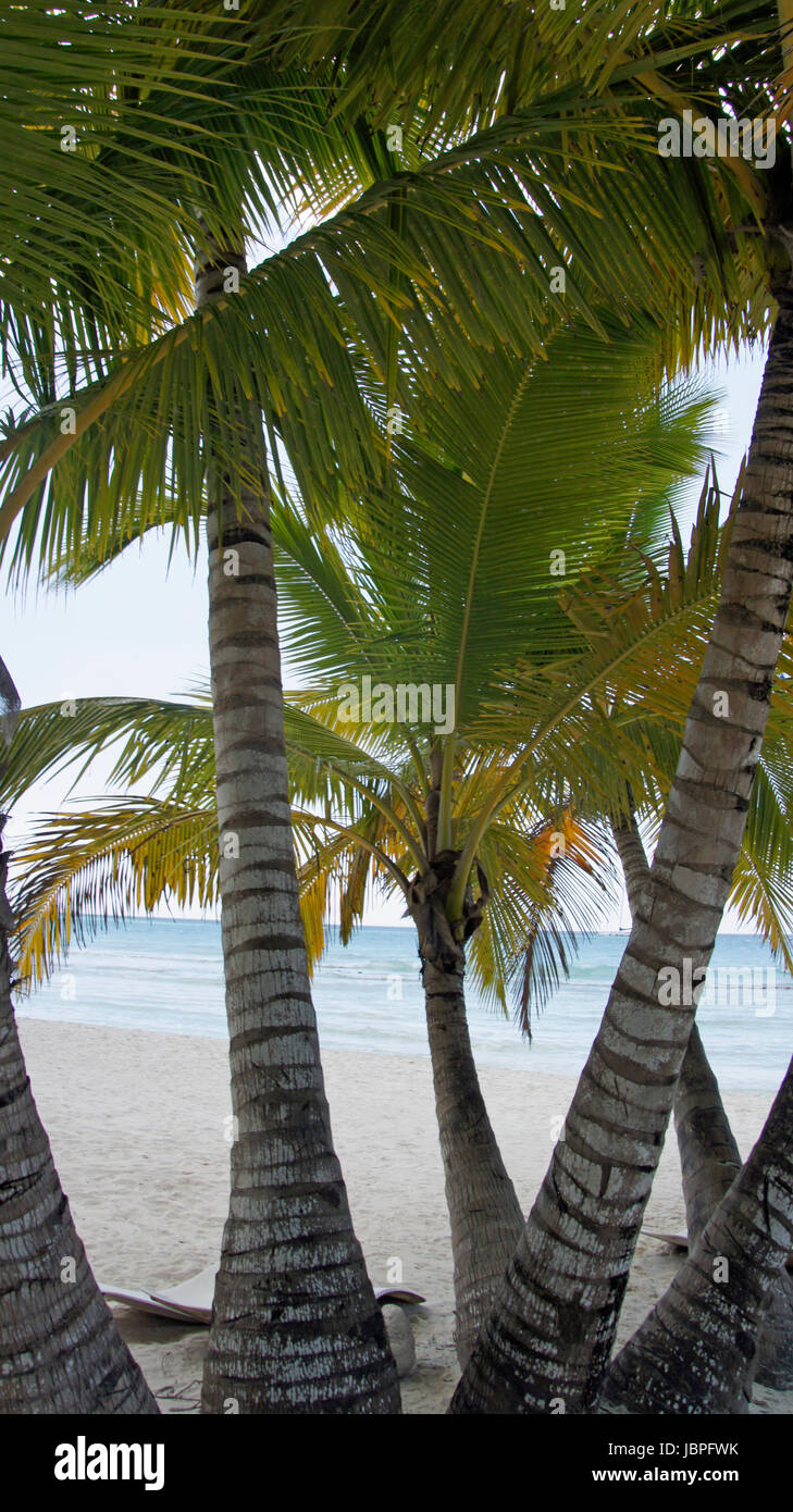 real caribbean paradise saona island Stock Photo - Alamy