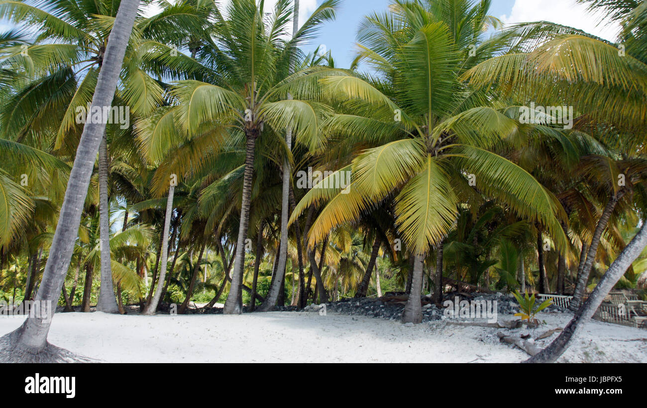 real caribbean paradise saona island Stock Photo - Alamy