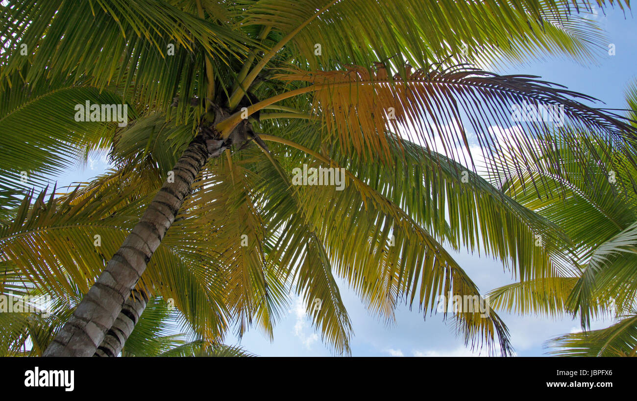 real caribbean paradise saona island Stock Photo - Alamy