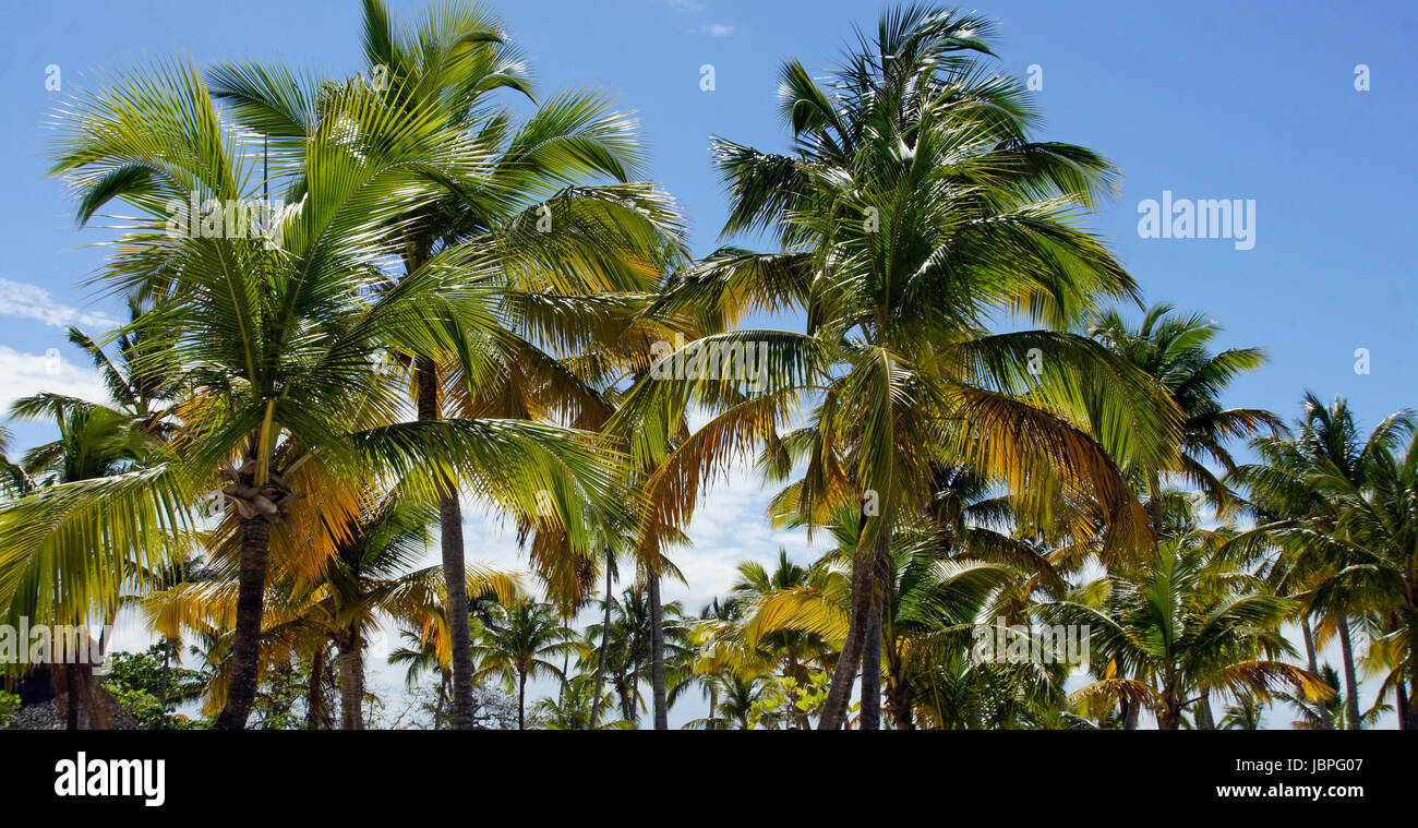 caribbean paradise island cayo levantado Stock Photo - Alamy