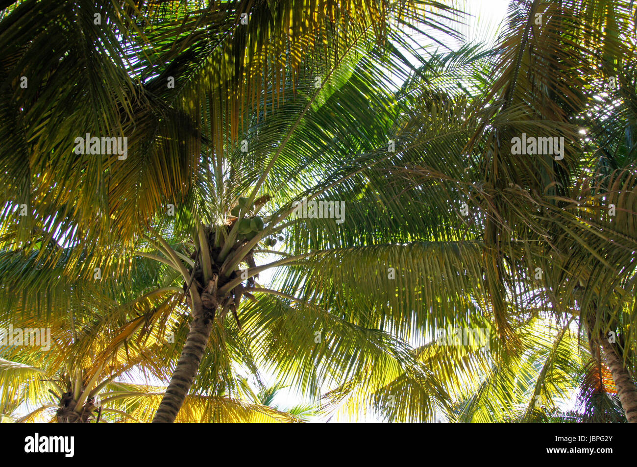 caribbean palm tree in dominican republic Stock Photo - Alamy