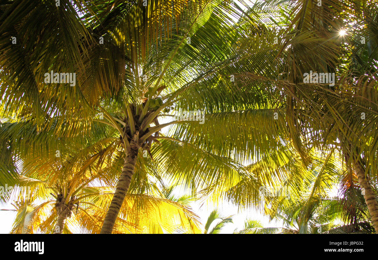 caribbean palm tree in dominican republic Stock Photo - Alamy