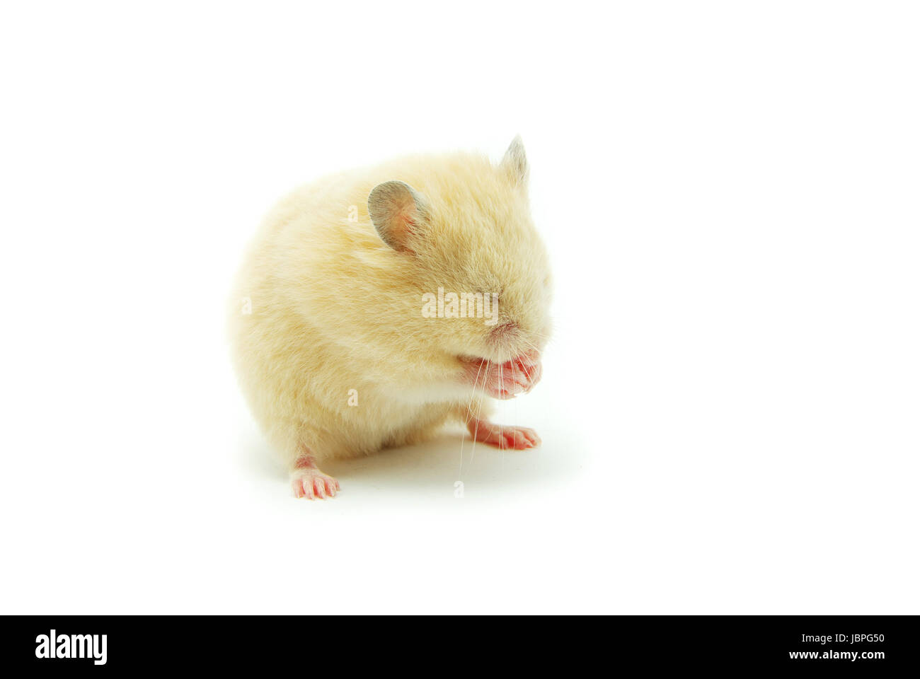 Hamster in front of a white background Stock Photo - Alamy