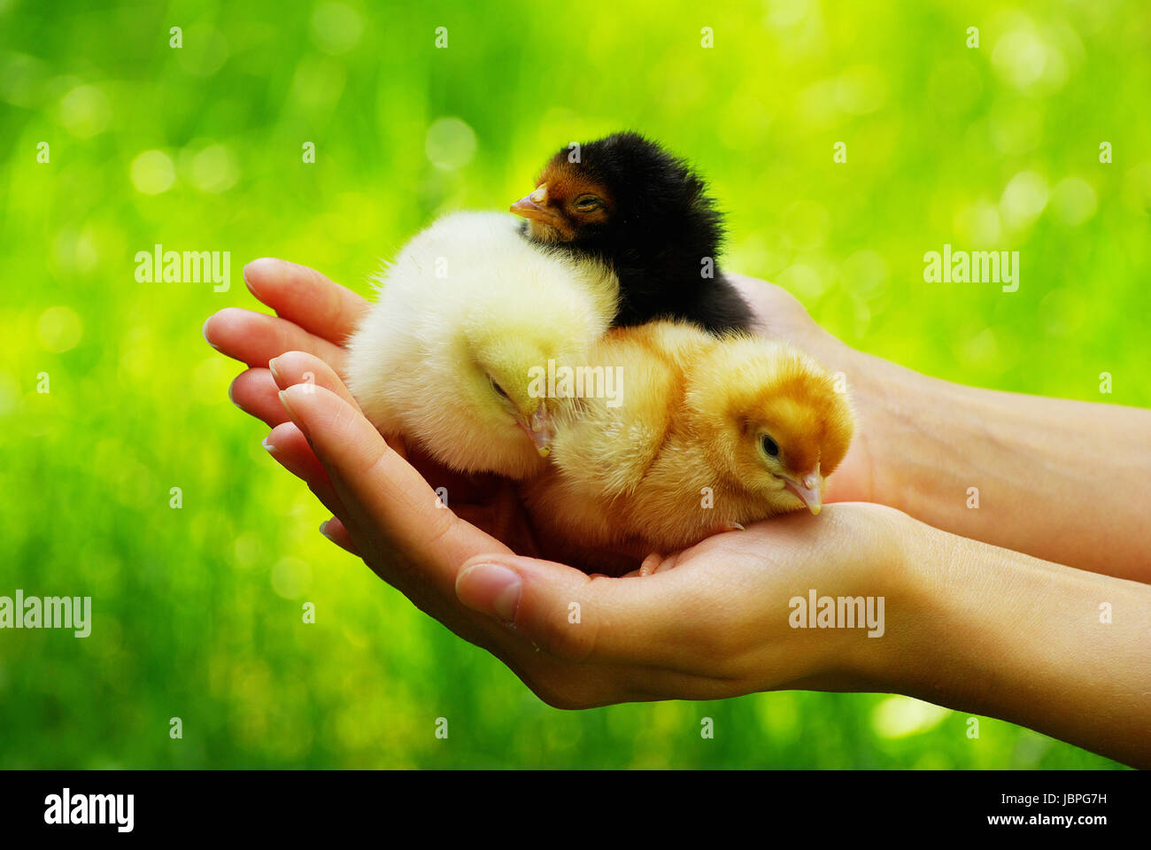 Hand hold caring for a small chicken Stock Photo - Alamy
