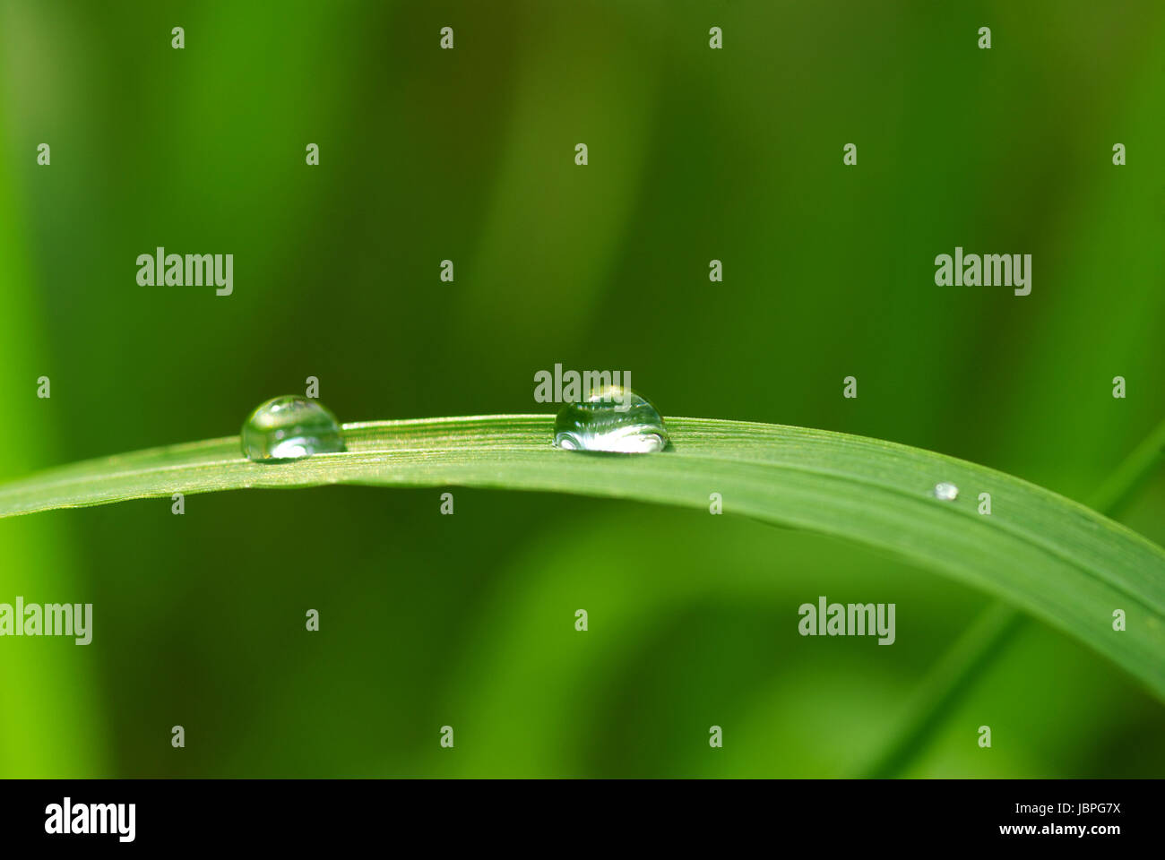 drop on a blade of grass Stock Photo - Alamy